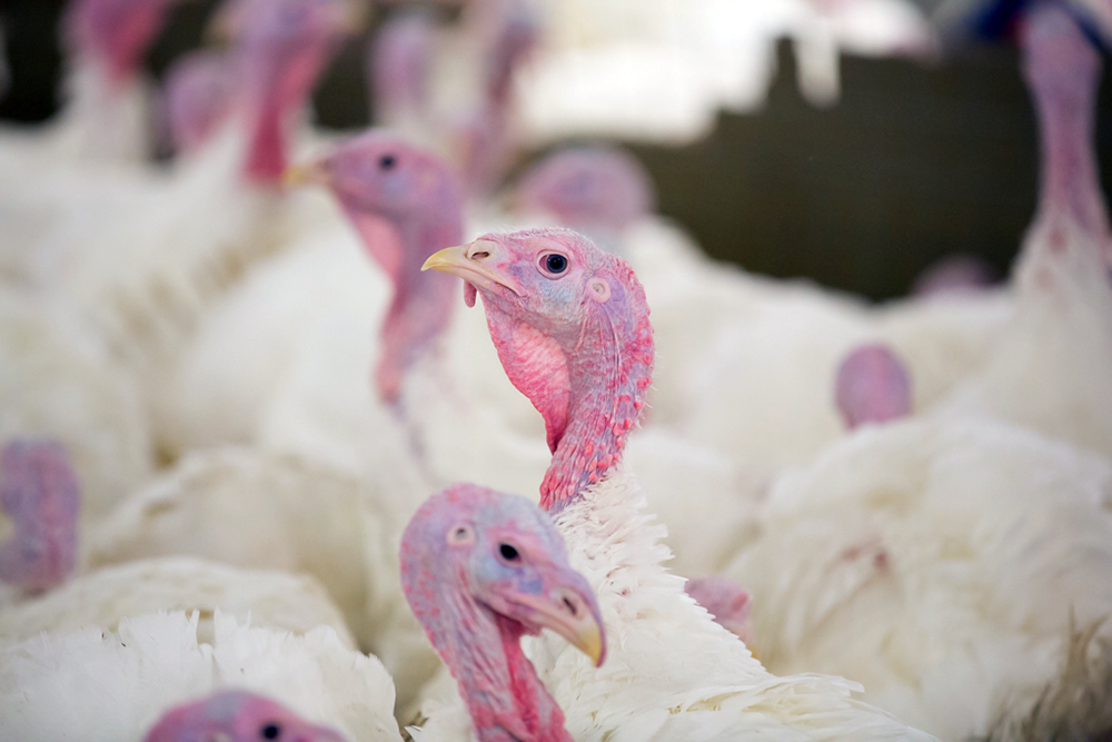 Kalkkunaviikko juhlistaa suomalaista kalkkunanlihaa - MTK