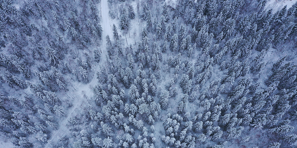 Puumarkkinakatsaus: Avain onnistuneeseen puukauppaan on ajoitus ja ...