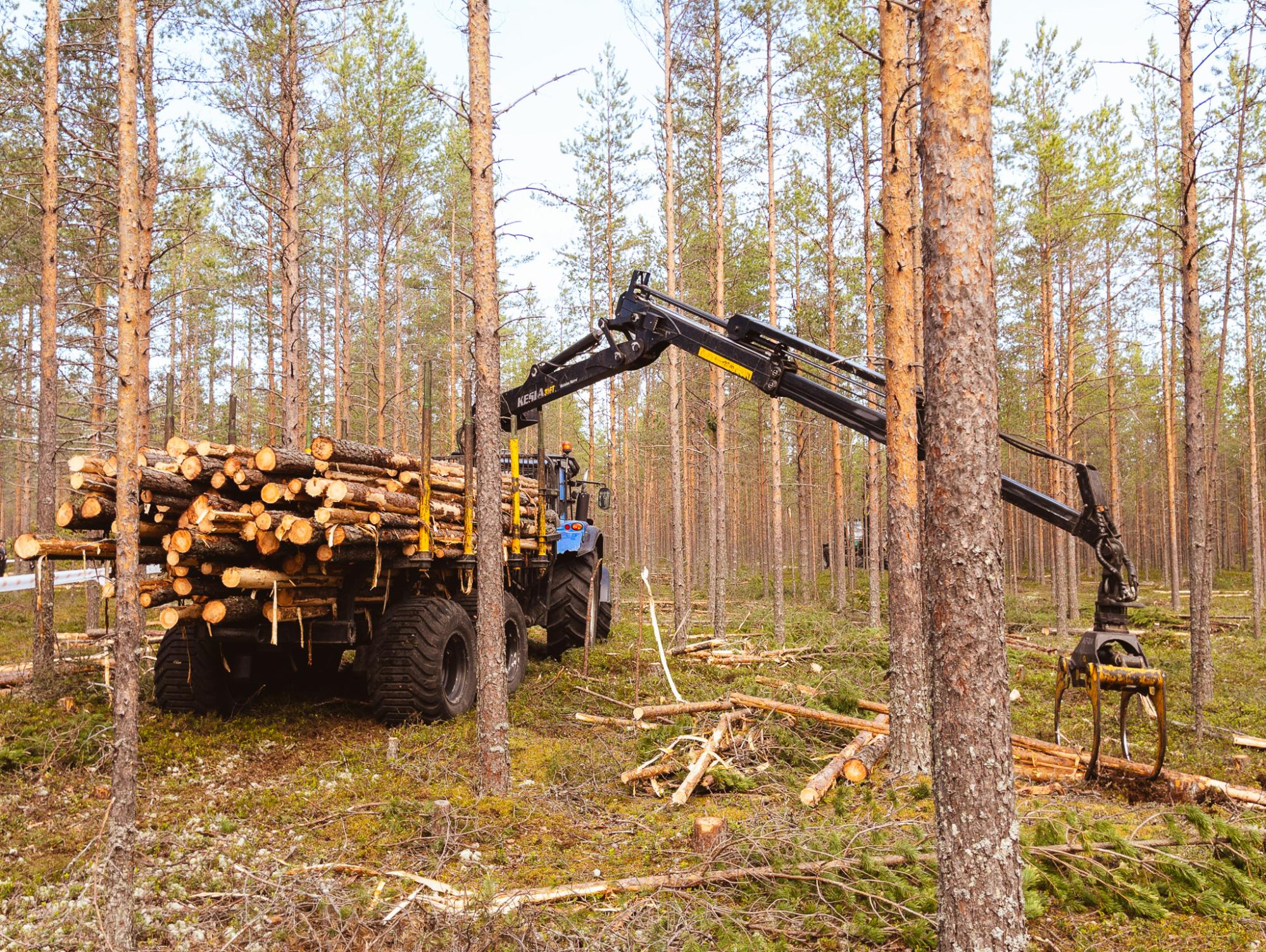 Pohjois-Suomen puumarkkinakatsaus 7.10.2024 - MTK-Pohjois-Suomi - MTK